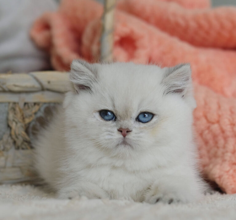 Available Kittens | BRITISH SHORT HAIR KITTENS